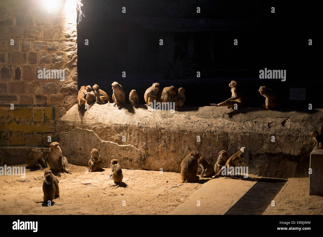 Monkeys sitting on wall at night Stock Photo - Alamy