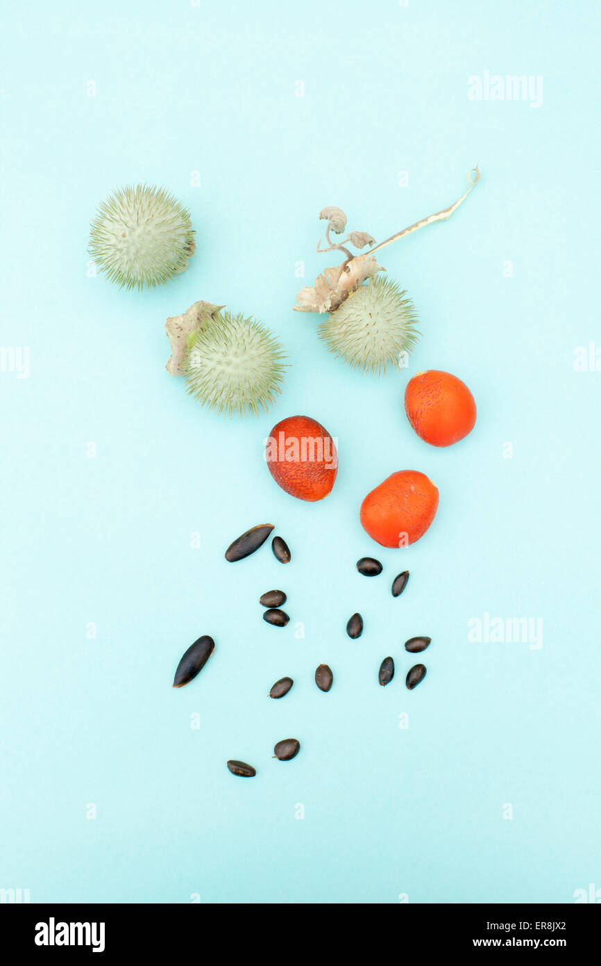 Kumquat and datura plant fruits with seeds on blue background Stock ...