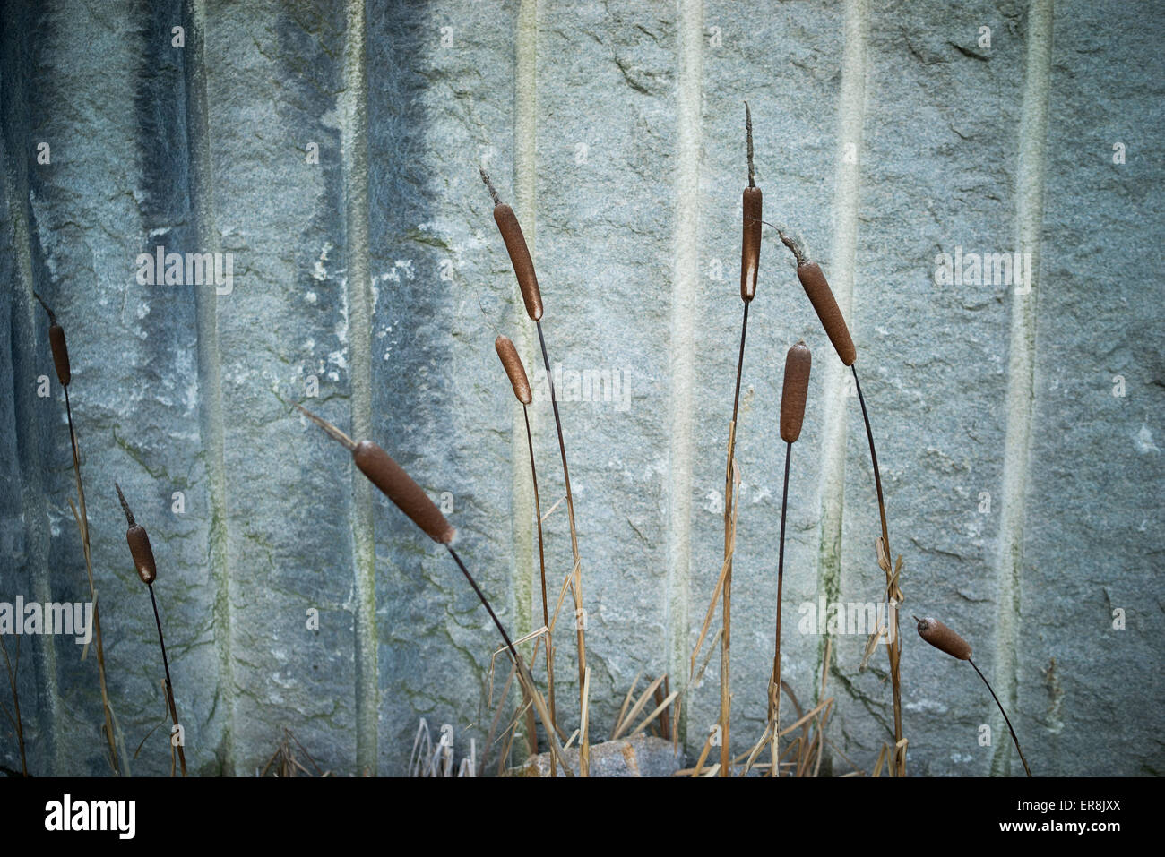 Cattails growing against textured wall Stock Photo - Alamy
