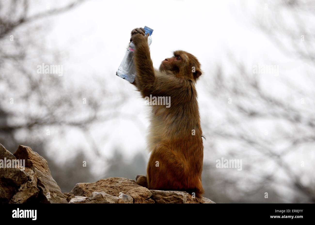 Feb 21, 2015-Huaibei, China- A Bangladesh monkey plays at a zoo in ...