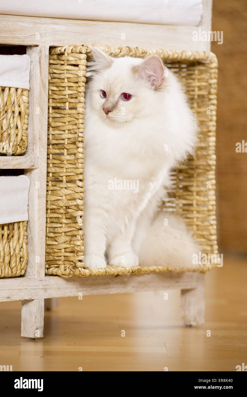 sitting Sacred Birman Stock Photo - Alamy