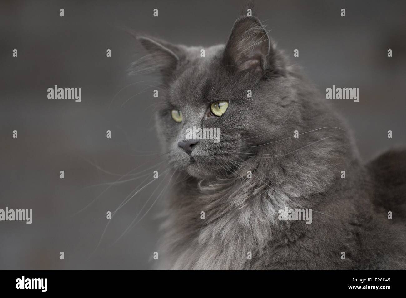 Maine Coon Portrait Stock Photo - Alamy