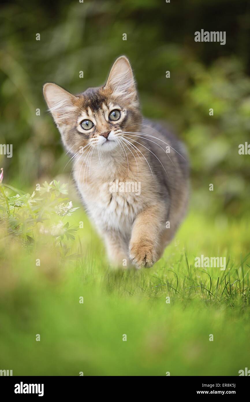 Somali nature hi-res stock photography and images - Alamy