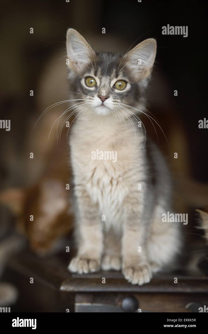 Somali cat hi-res stock photography and images - Alamy