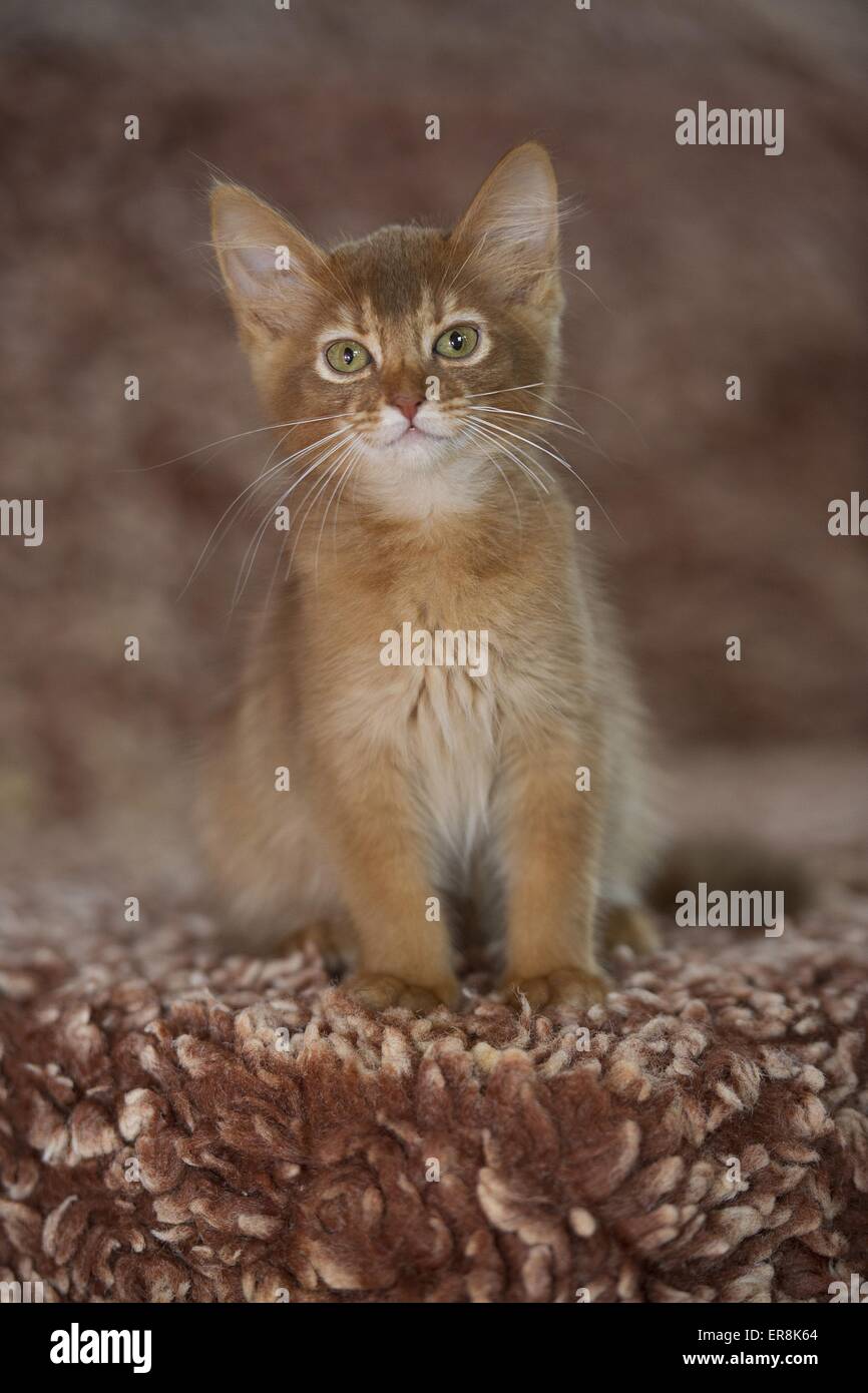 Somali baby hi-res stock photography and images - Alamy