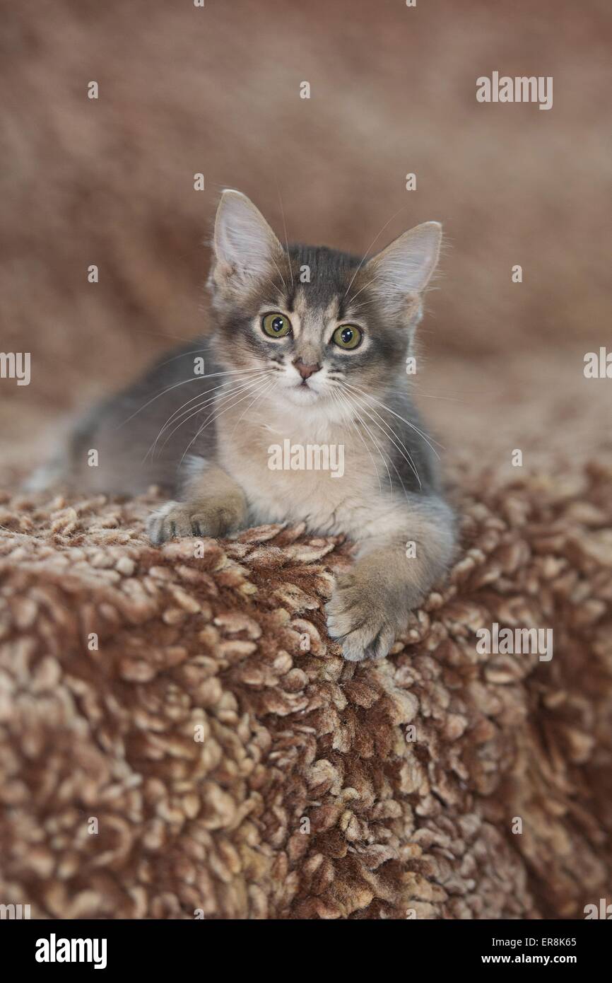 Somali cat hi-res stock photography and images - Alamy