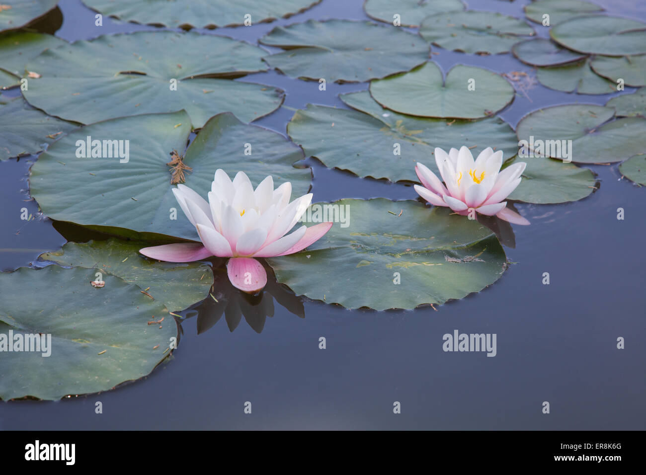 Particularly variety lily extraordinary colors Stock Photo - Alamy