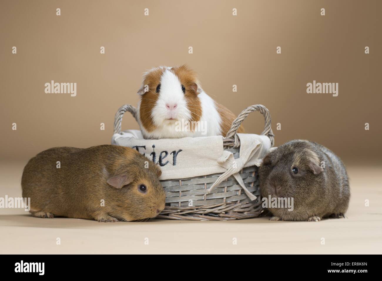 3 guinea pigs Stock Photo - Alamy