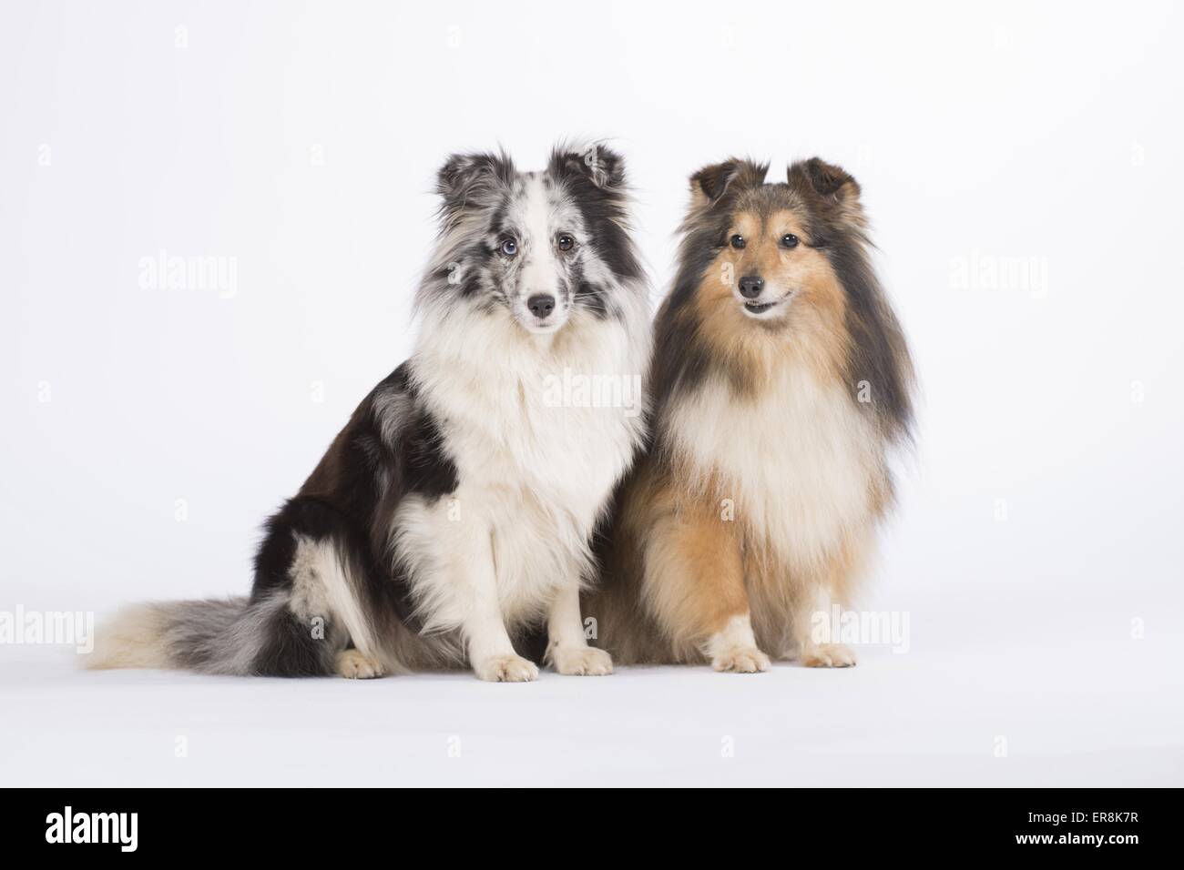 2 Shetland Sheepdogs Stock Photo - Alamy