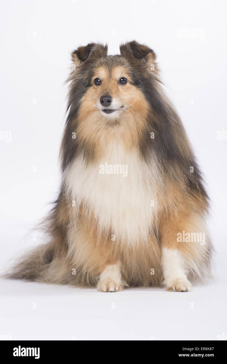 sitting Shetland Sheepdog Stock Photo - Alamy
