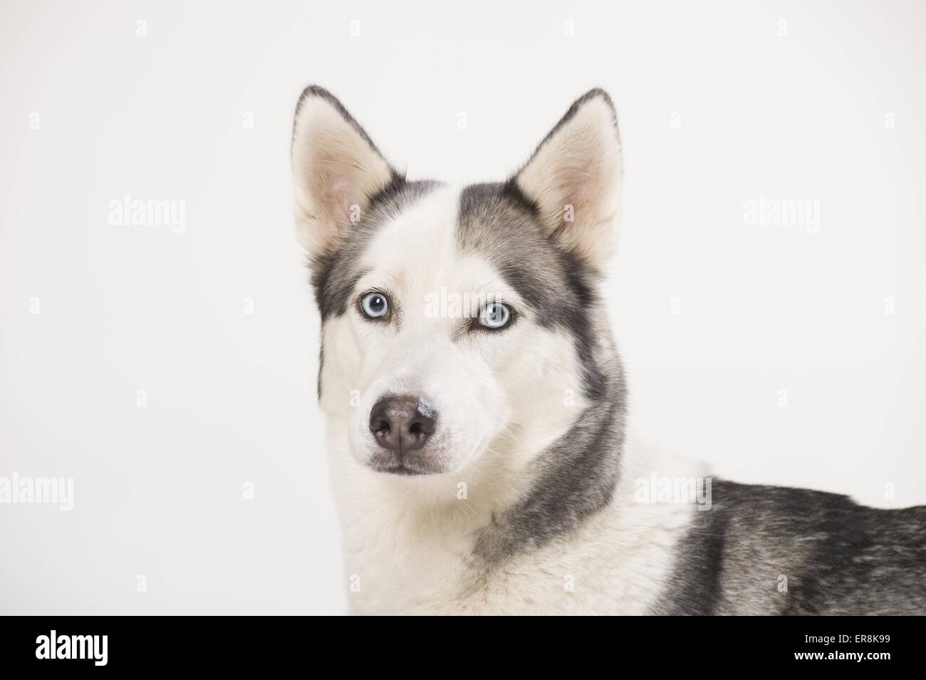 Alaskan Husky Portrait Stock Photo - Alamy