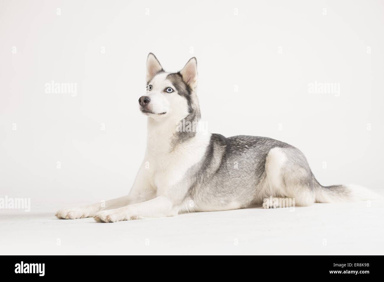 lying Alaskan Husky Stock Photo - Alamy