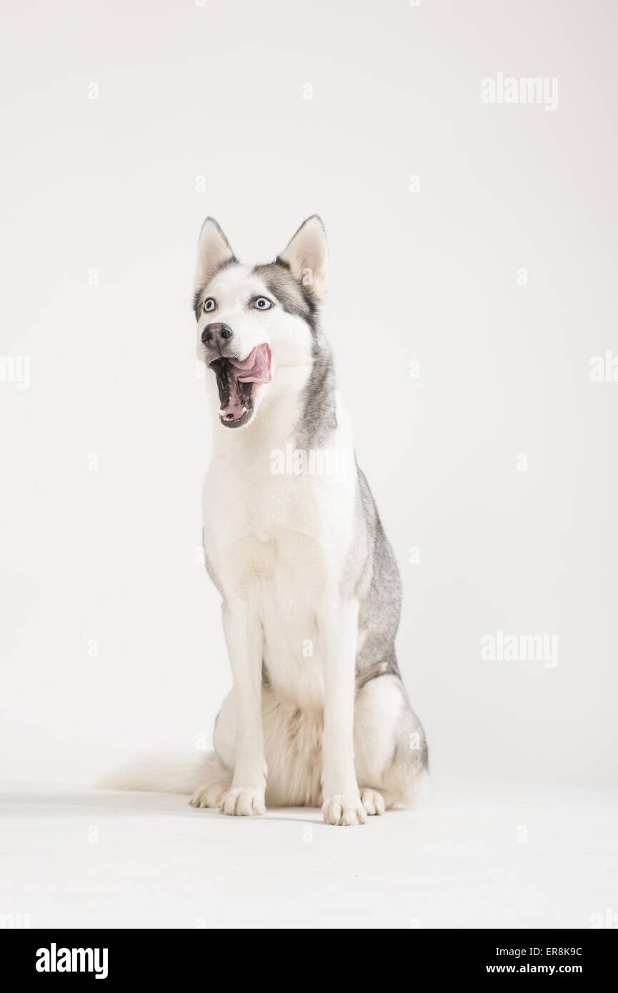 sitting Alaskan Husky Stock Photo - Alamy