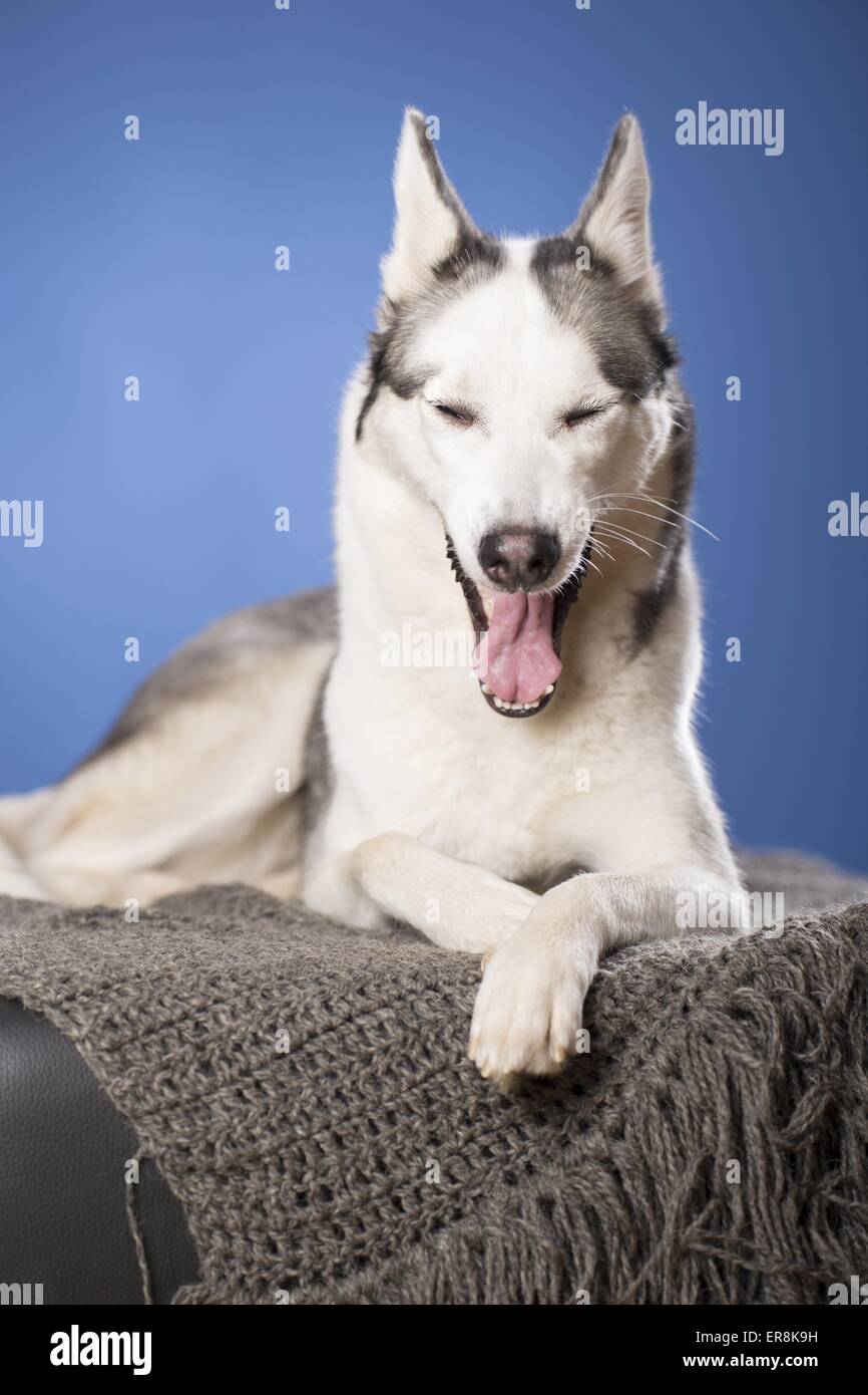 lying Alaskan Husky Stock Photo - Alamy