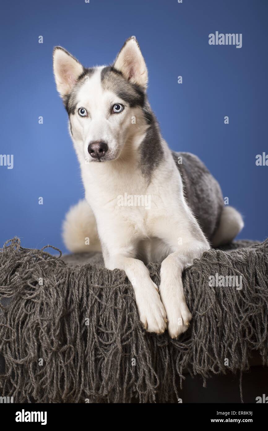 lying Alaskan Husky Stock Photo - Alamy