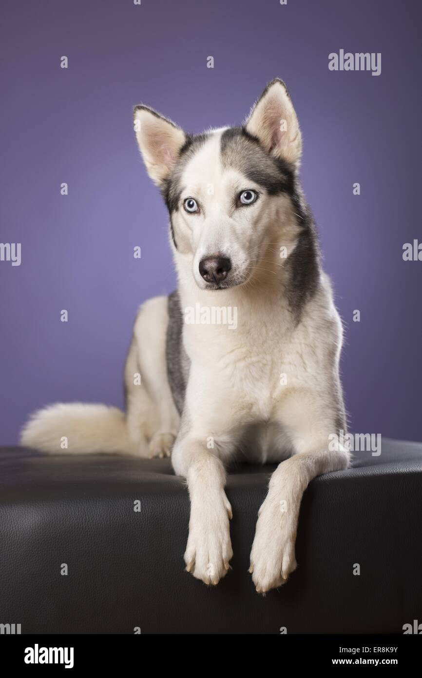 lying Alaskan Husky Stock Photo - Alamy
