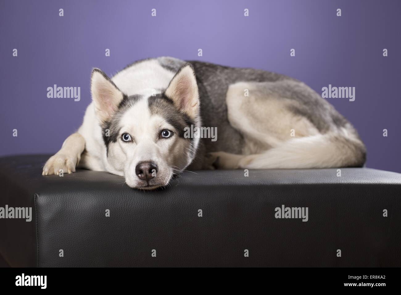 lying Alaskan Husky Stock Photo - Alamy
