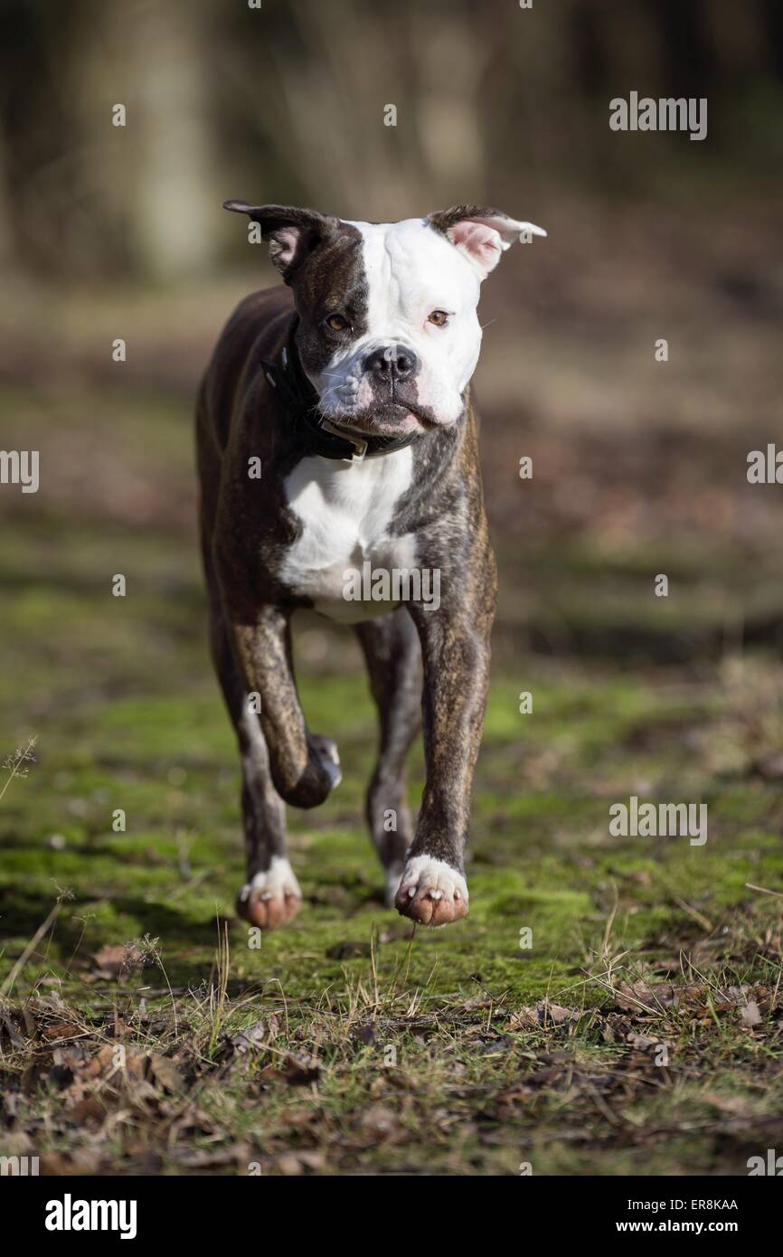 running American Bulldog Stock Photo - Alamy