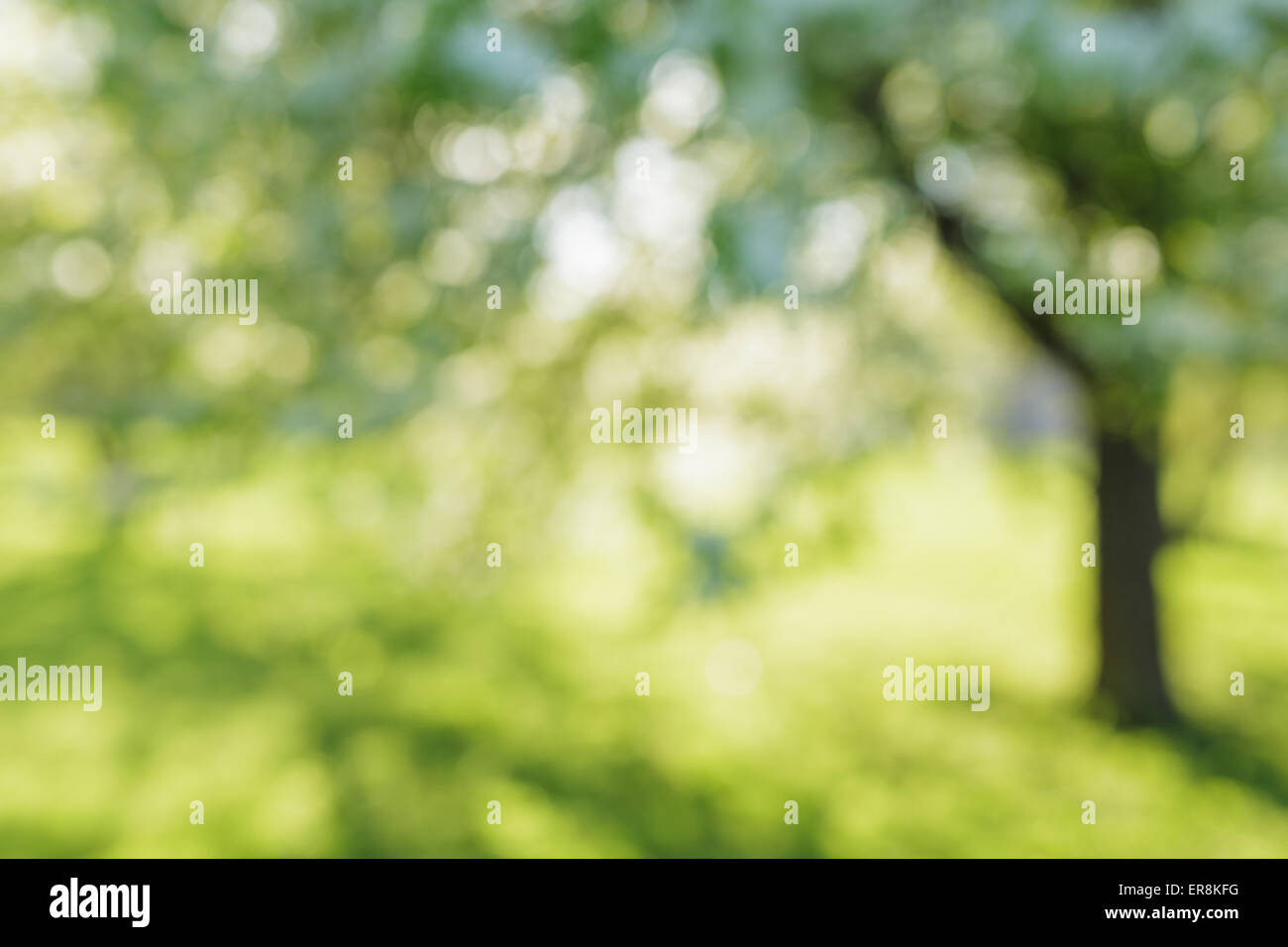 defocused bokeh background of apple garden with blossoming trees in ...
