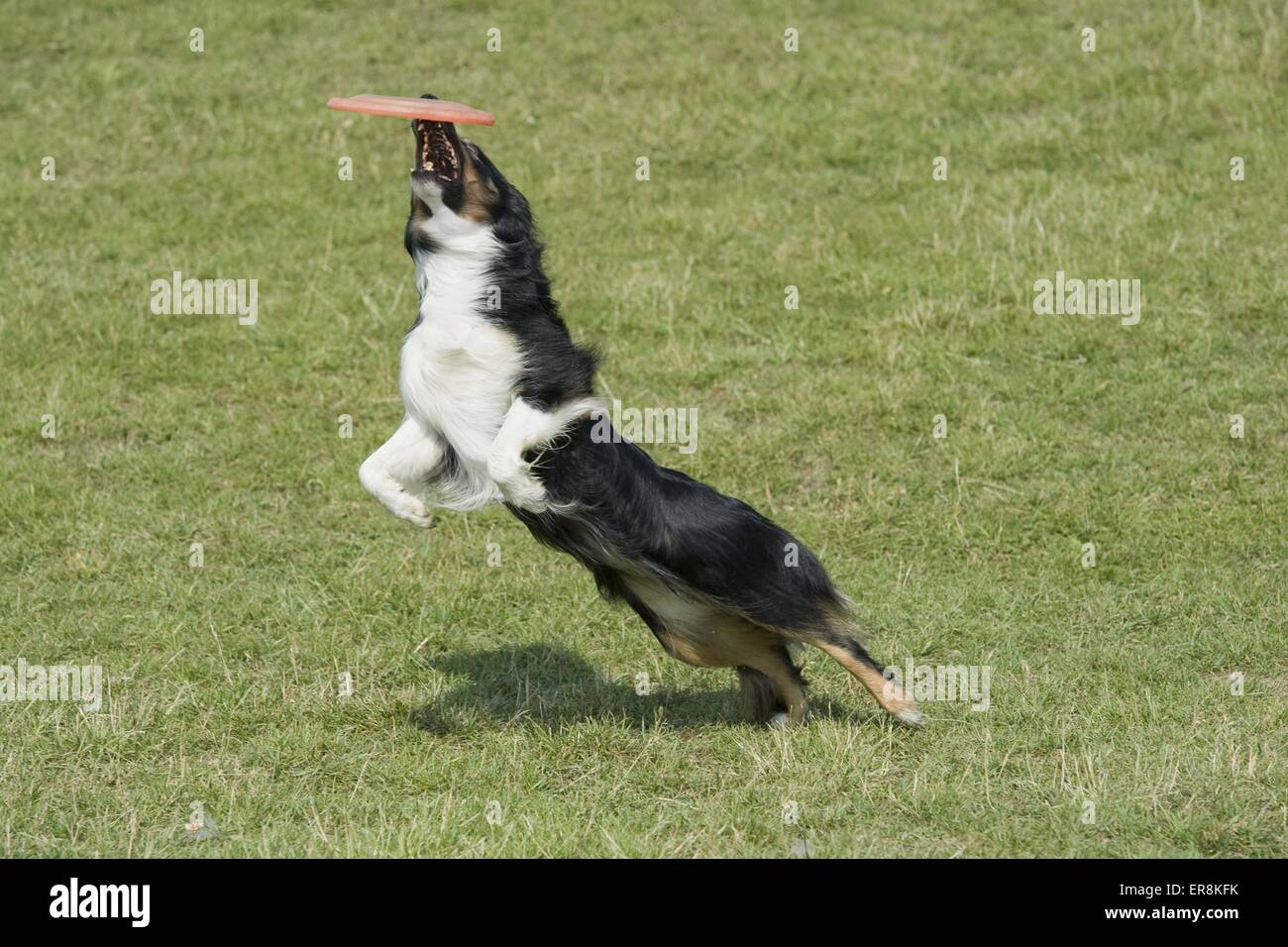 playing Australian Cattle Dog Stock Photo - Alamy