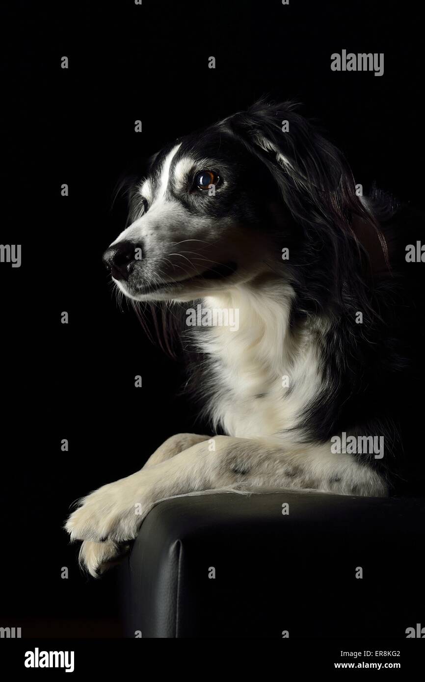 old Australian Shepherd Stock Photo - Alamy
