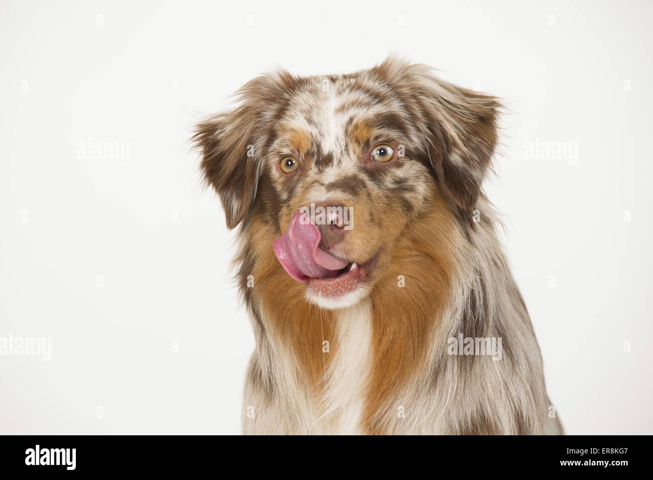 Australian Shepherd Portrait Stock Photo - Alamy