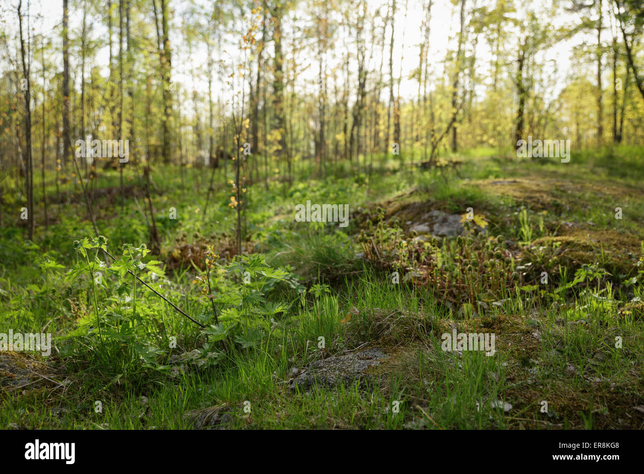 Finnish forest environment hi-res stock photography and images - Alamy