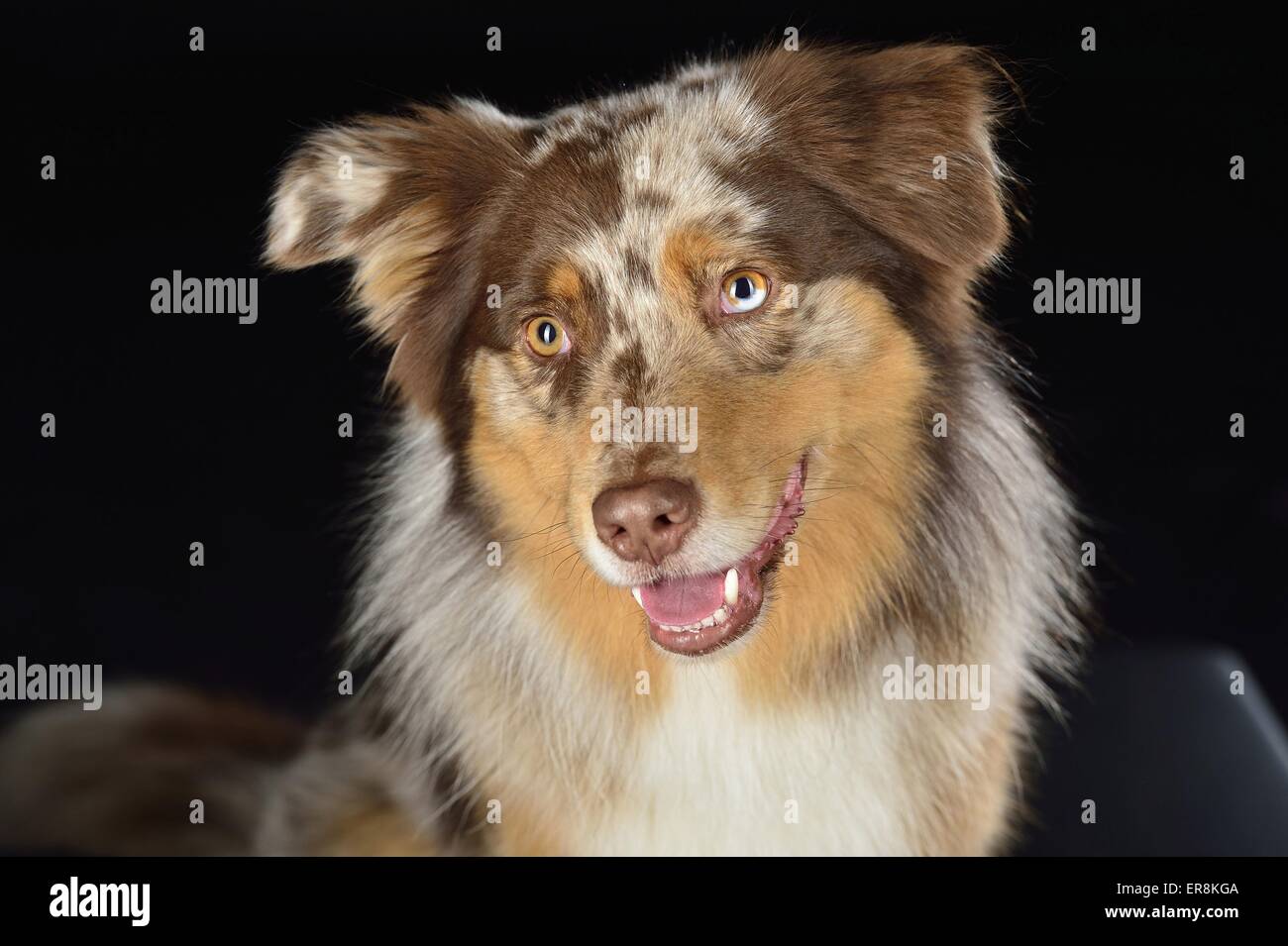 Australian Shepherd Portrait Stock Photo - Alamy