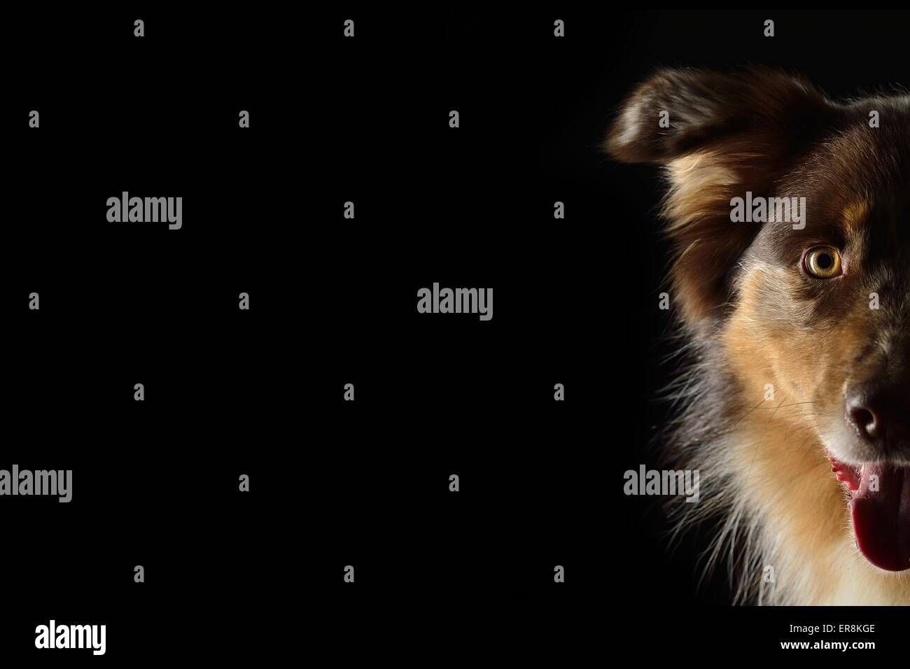 Australian Shepherd face Stock Photo - Alamy