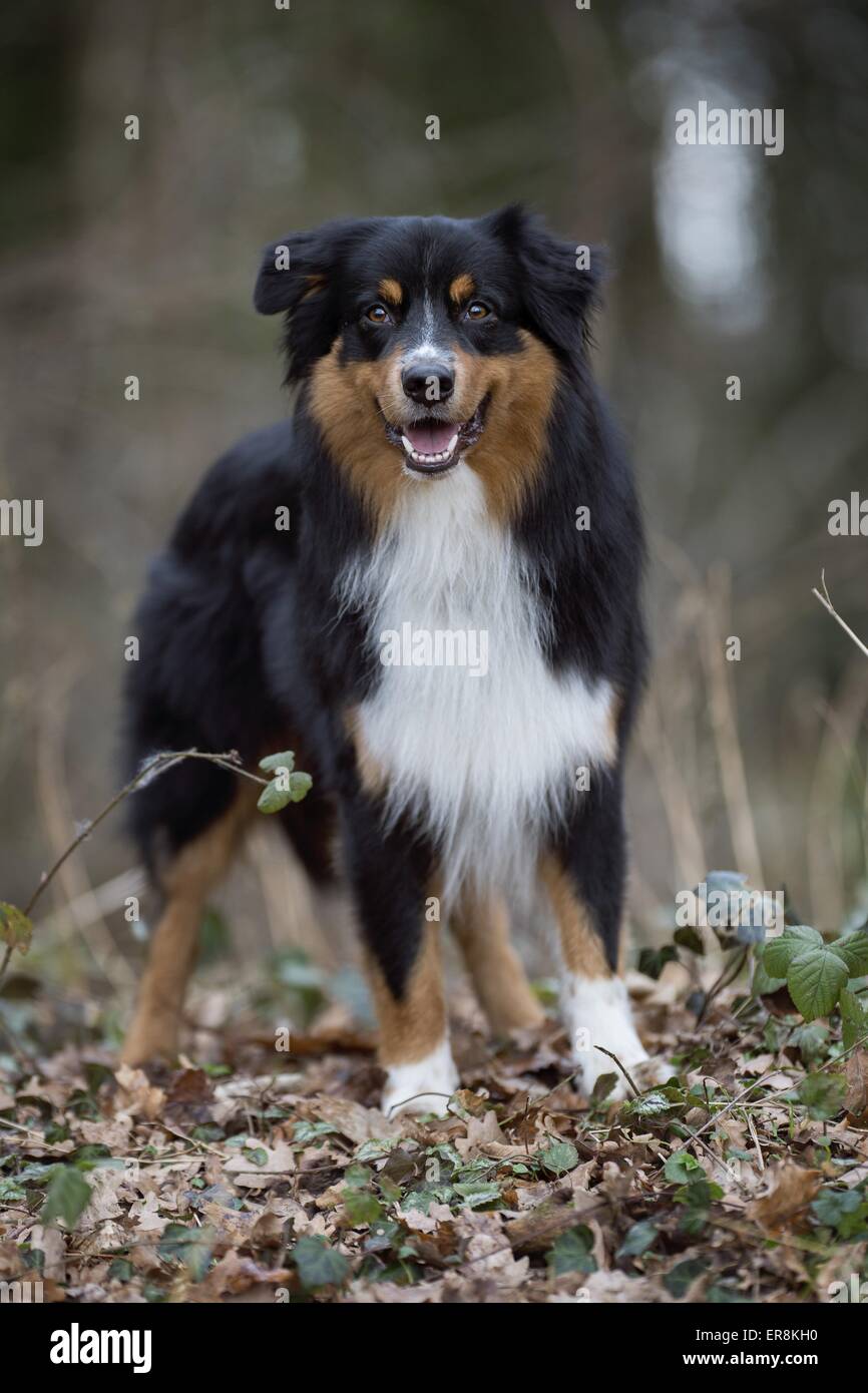standing Australian Shepherd Stock Photo - Alamy