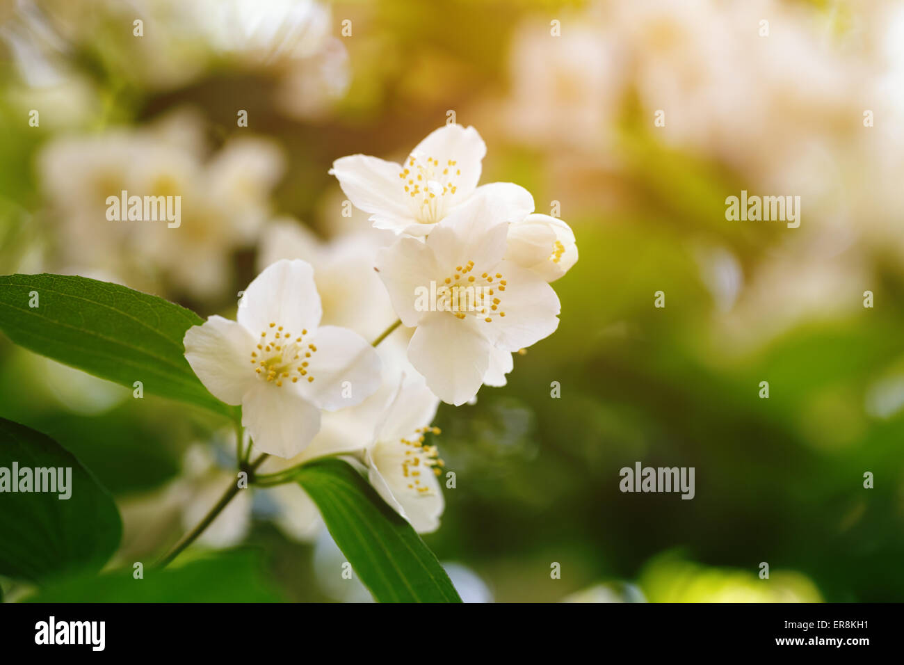 jasmine flowers blossom in warm summer light Stock Photo - Alamy