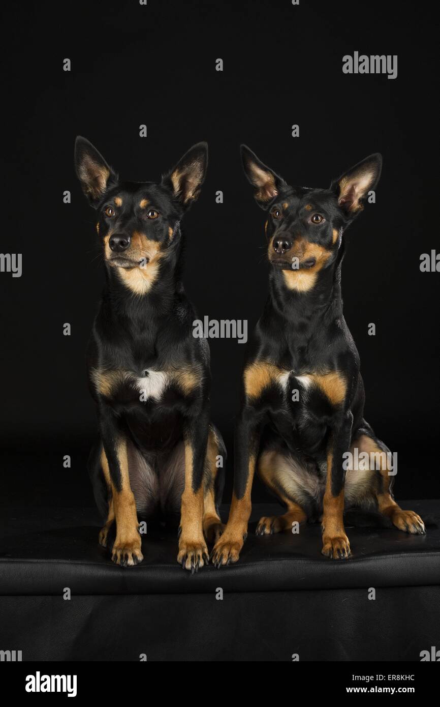 Australian kelpie sitting hi-res stock photography and images - Alamy