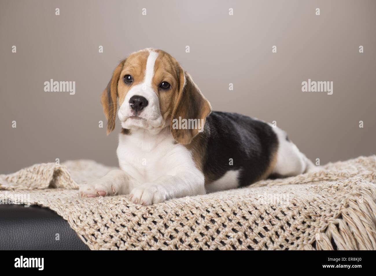 Puppy beagle hi-res stock photography and images - Alamy