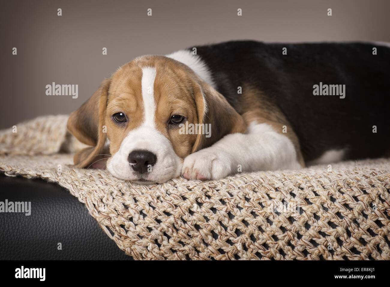 Beagle laying down hi-res stock photography and images - Alamy