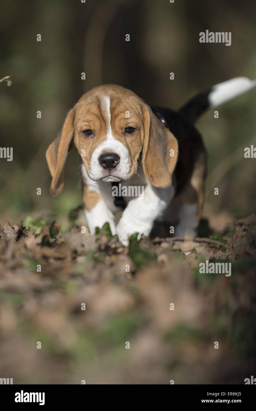 Beagle walks hi-res stock photography and images - Alamy