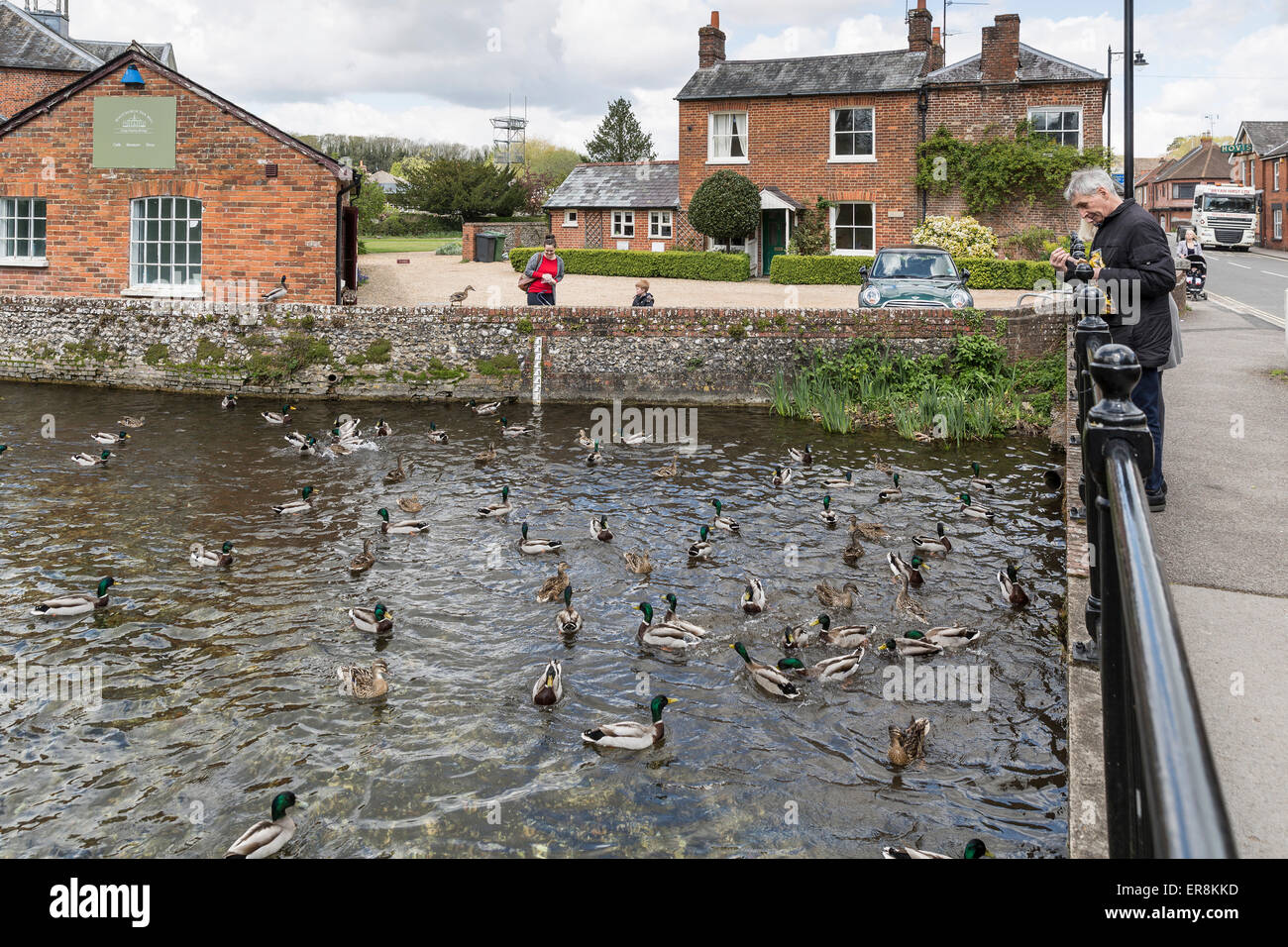 Feeding ducks on River Test at Whitchurch Silk Mill, Hampshire, England ...