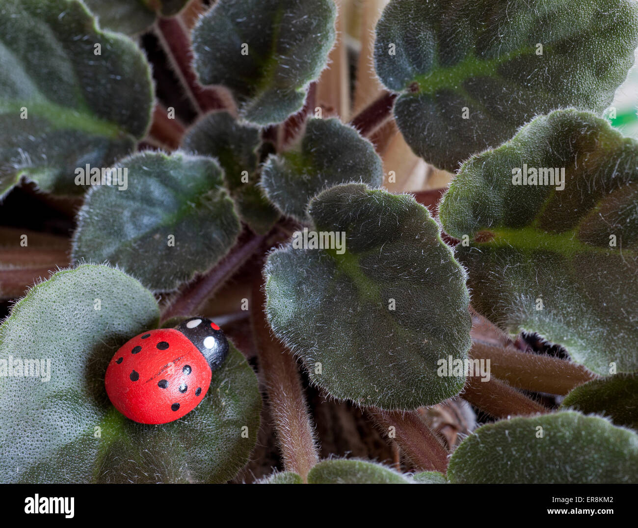 Red and green leaf upon green background hi-res stock photography and ...