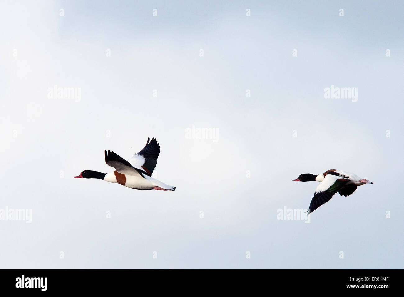 A pair of Common Shelduck in flight, Marazion Marsh RSPB Reserve ...