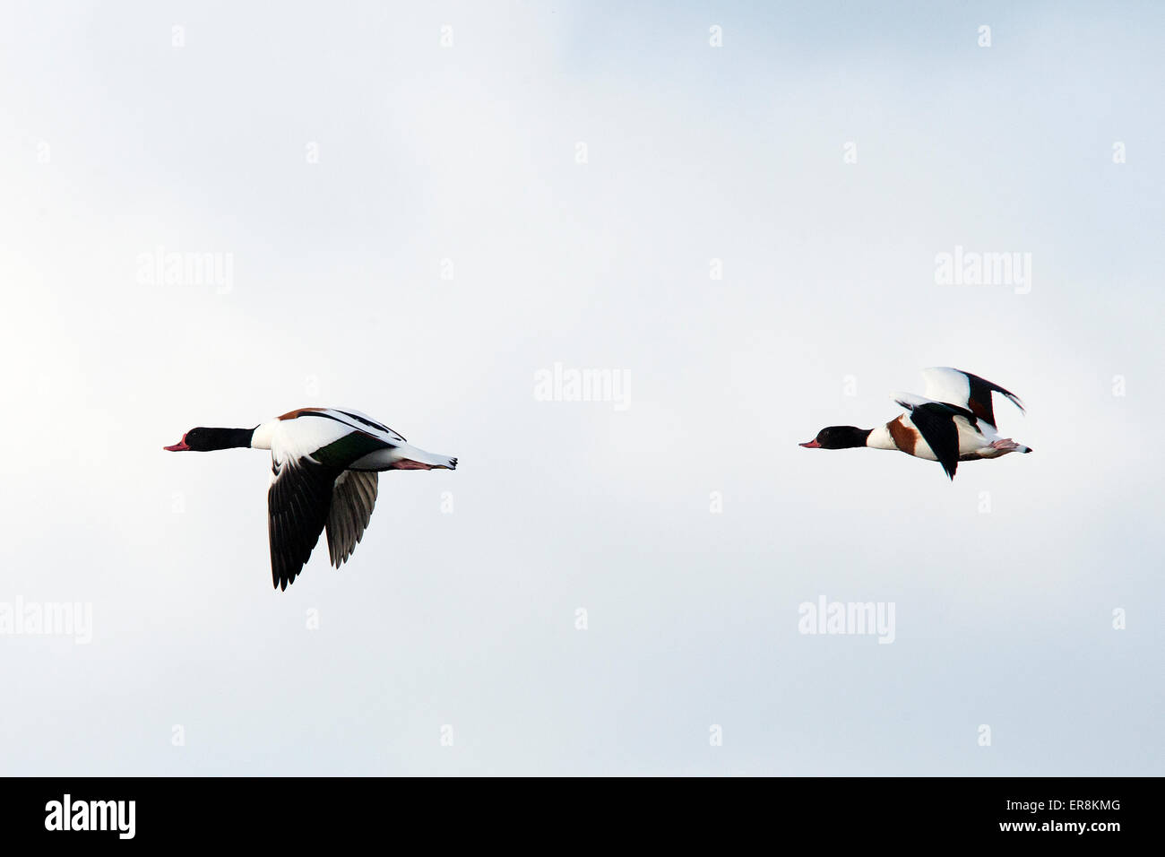 Common Shelduck In Flight High Resolution Stock Photography and Images ...