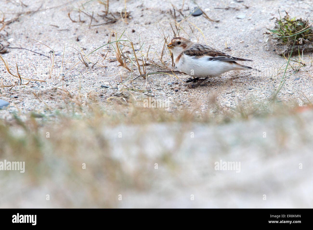 Snow Bunting, male in the sand dunes eating seeds at St Gothian LNR ...