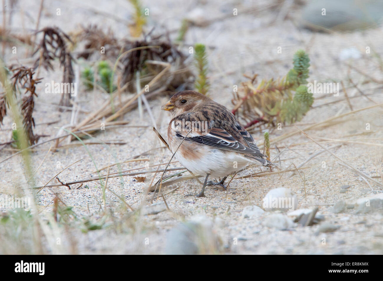 Snow Bunting, female in the sand dunes eating seeds at St Gothian LNR ...