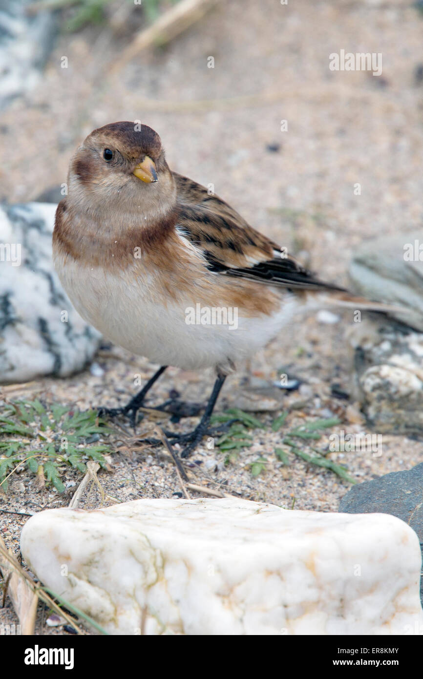 Snow Bunting, female in the sand dunes eating seeds at St Gothian LNR ...