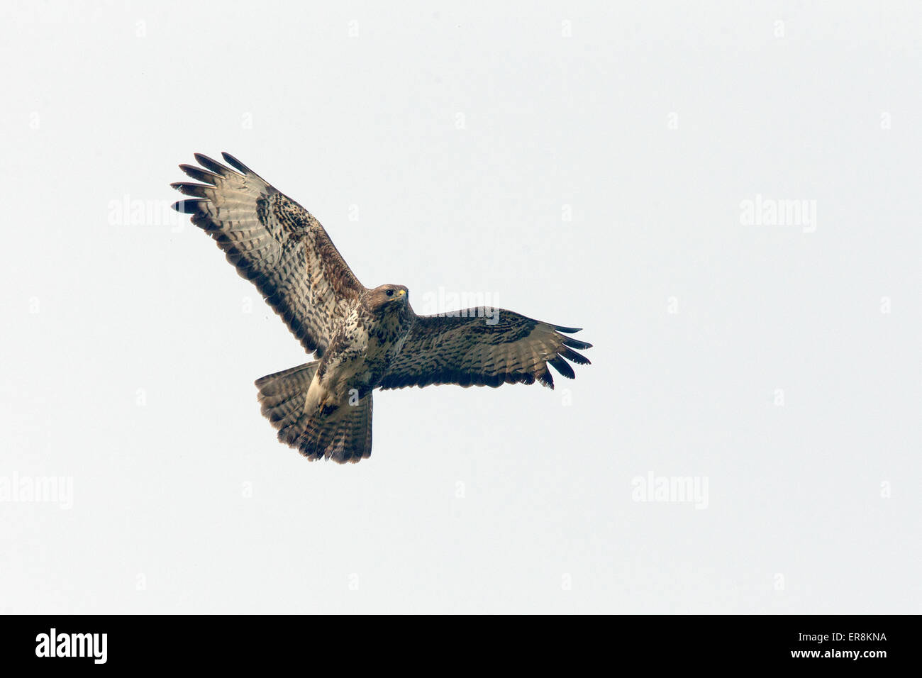 Common buzzard in flight hi-res stock photography and images - Alamy