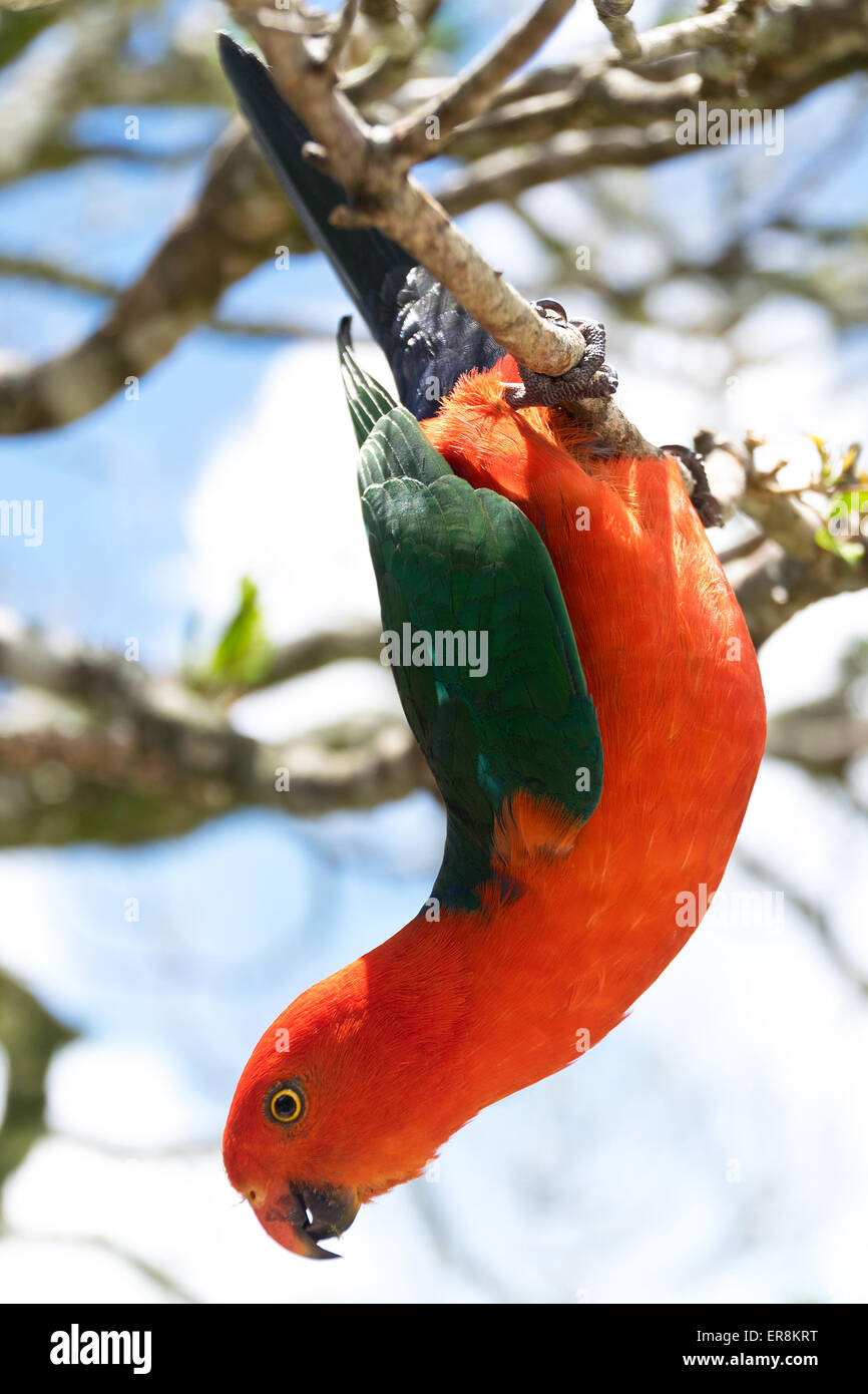 Australian King Parrot hanging down in the nature Stock Photo - Alamy
