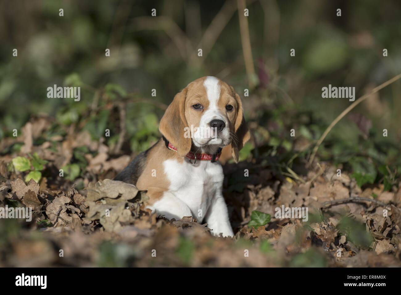 Purebred beagle puppy hi-res stock photography and images - Alamy