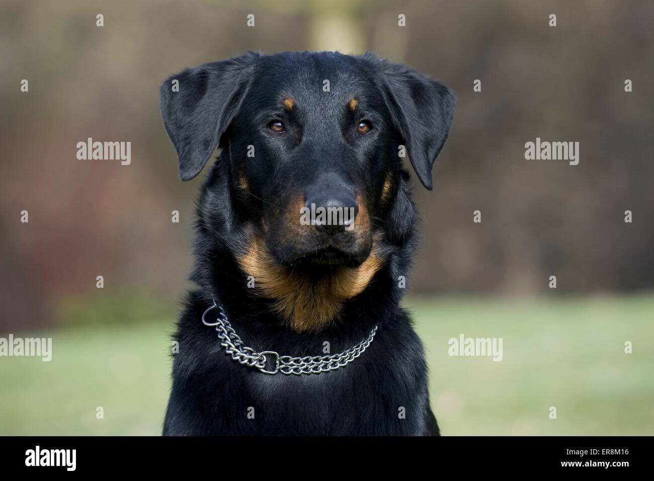 Portrait beauceron hi-res stock photography and images - Alamy