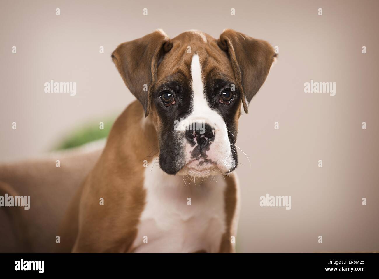 German Boxer Puppy Stock Photo - Alamy