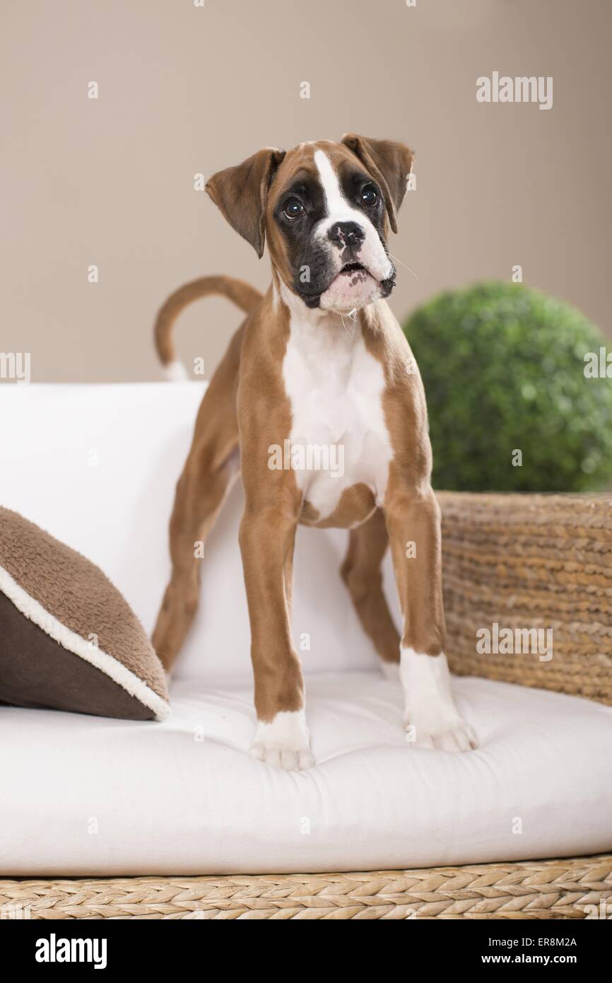 German Boxer Puppy Stock Photo - Alamy