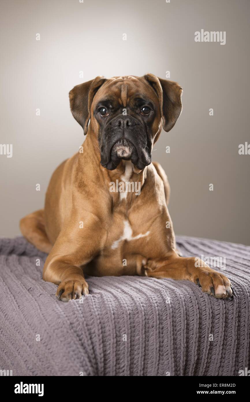 lying German Boxer Stock Photo - Alamy