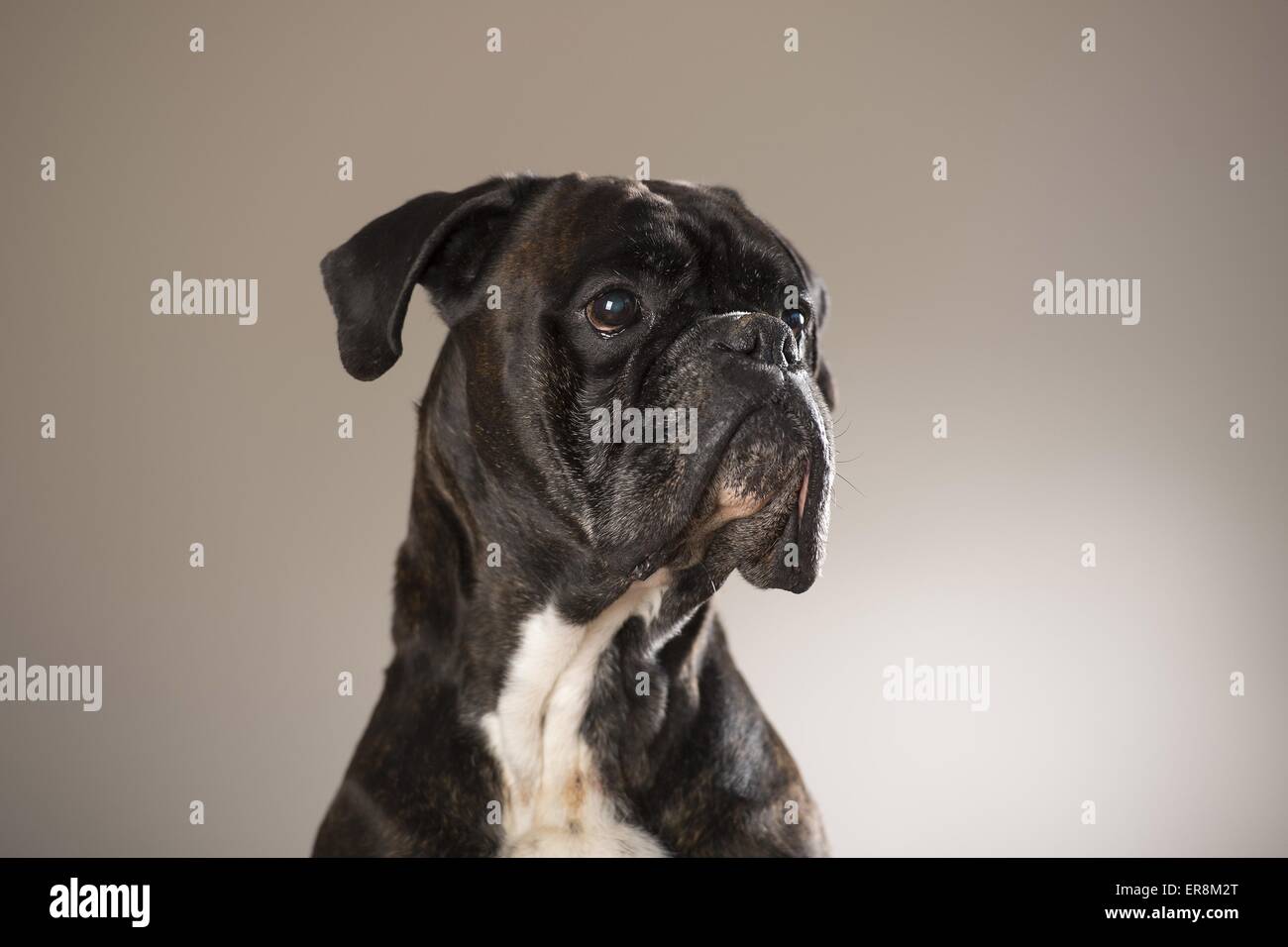 German Boxer Portrait Stock Photo - Alamy